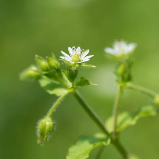 Chickweed | Cardinal Lawns