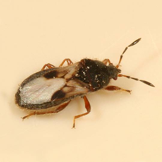 Chinch Bugs | Cardinal Lawns