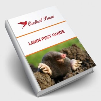 Lawn Pest Guide | Cardinal Lawns