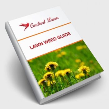 Lawn Weed Guide | Cardinal Lawns