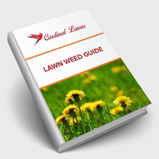 Lawn Weed Guide | Cardinal Lawns