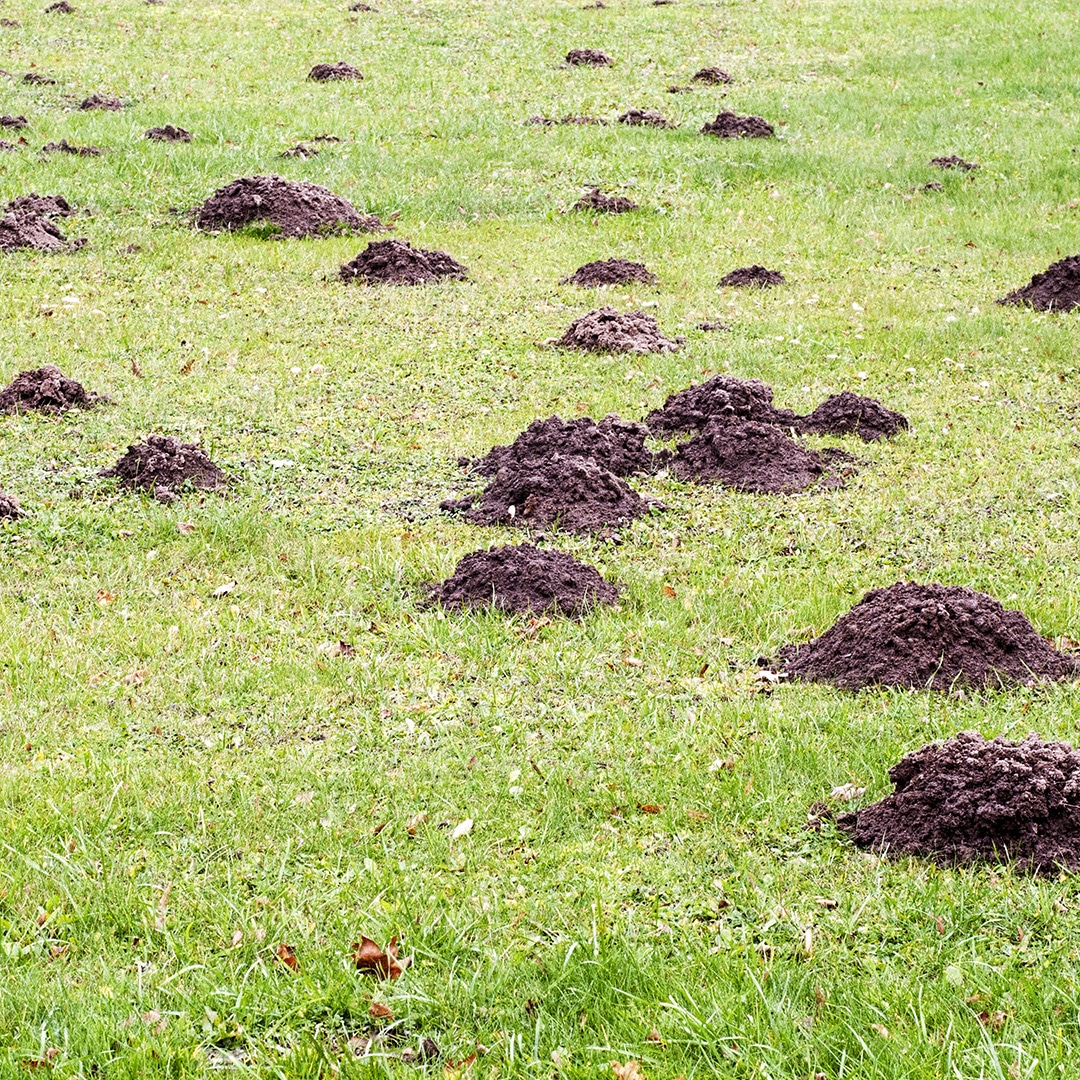 5 Fall Mole Control Techniques | Cardinal Lawns