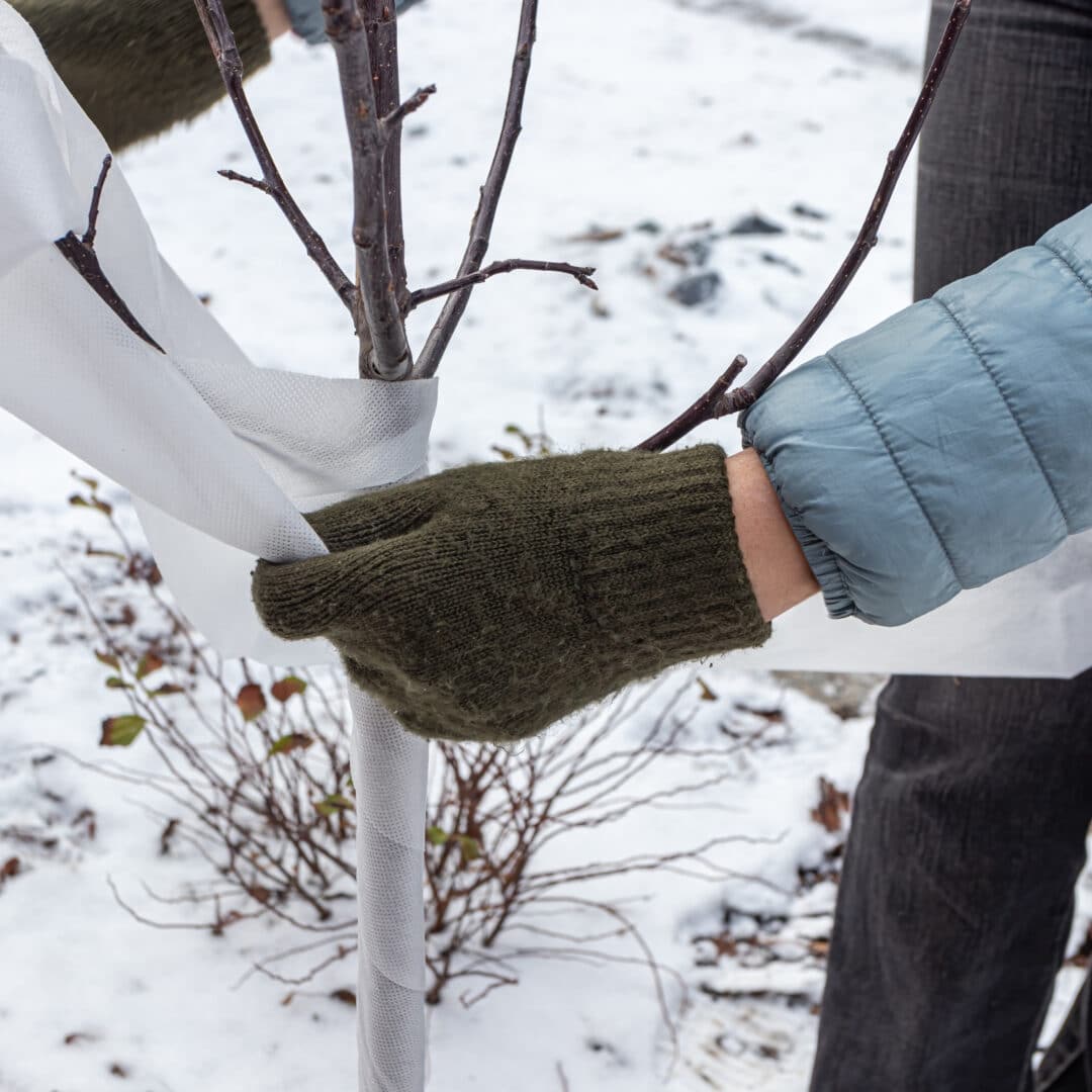 Wrapping Trees in the Winter | Cardinal Lawns