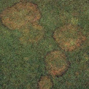 Disease Spotlight: Brown Patch | Cardinal Lawns