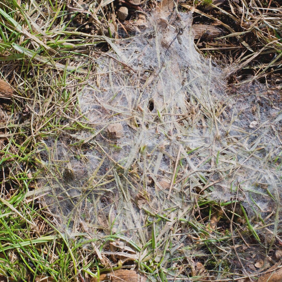 Is it Too Late to Prevent Snow Mold? | Cardinal Lawns
