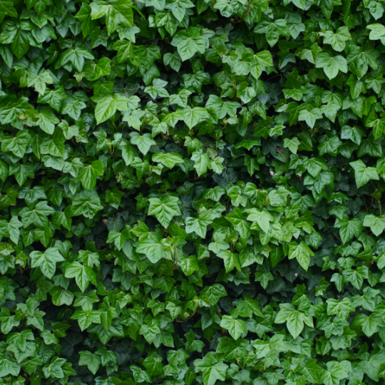 9 Common Woody Weeds | Cardinal Lawns